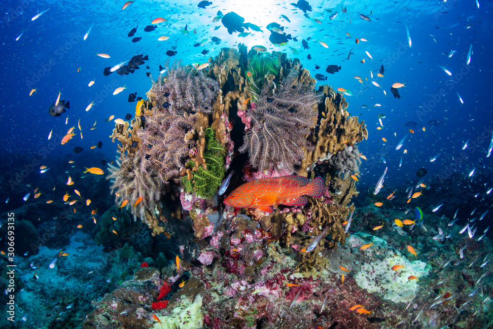 Beautiful tropical coral reef at Thailand's Similan Islands in the ...