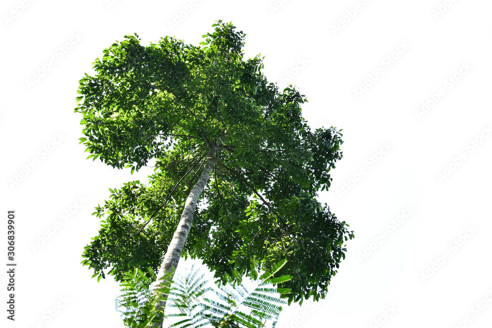 Nature frame of jungle trees with tropical rainforest foliage plants ...