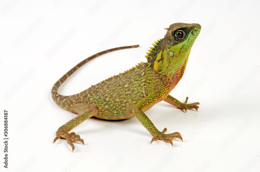 Grüner Nackenstachler (Acanthosaura capra) - mountain horned dragon ...