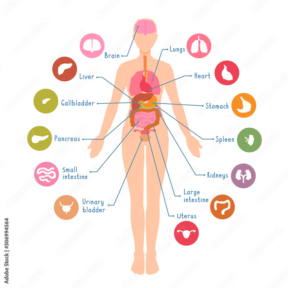 Diagram of the major human body internal organs. Visual, teaching aid ...