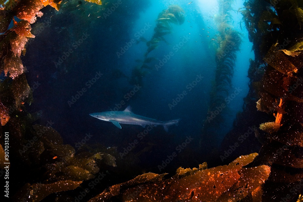 Handheld. Soupfin shark or Galeorhinus galeus. Photographed underwater ...