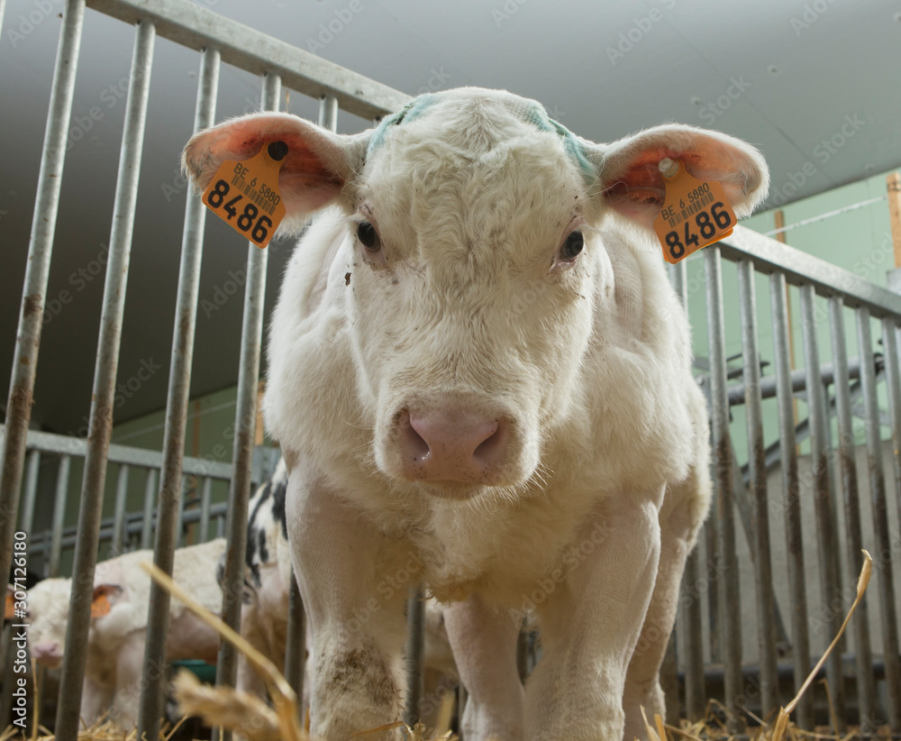 Calf. Double-muscled calves. Farming. Meat calves. Cattle. Belgian Blue cows Stock Photo | Adobe ...