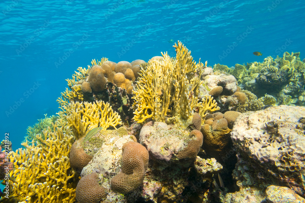 Colorful coral reef at the bottom of tropical sea, hard corals, yellow ...