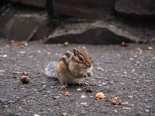 Chipmunk Eating Free Stock Photo - Public Domain Pictures