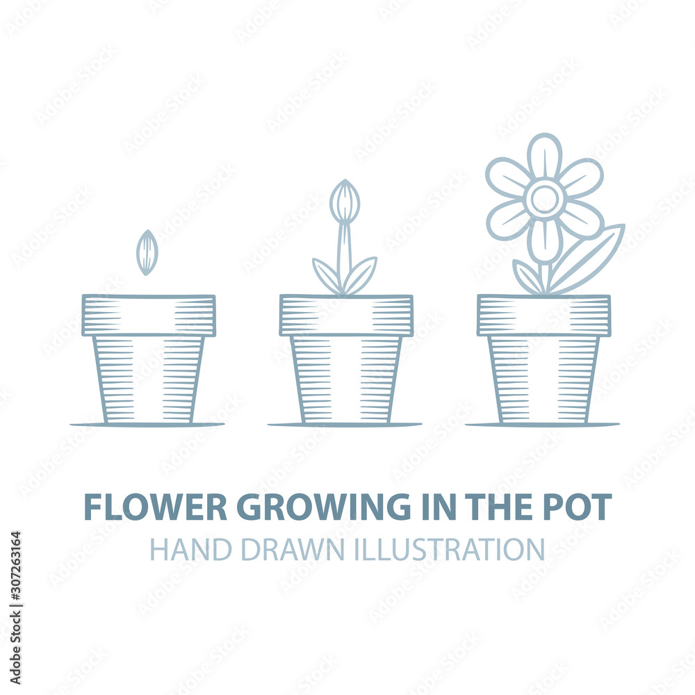 Flower growing stages. Timeline infographic of planting tree process ...