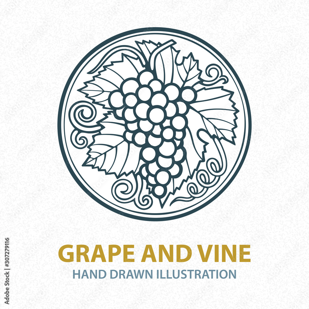 Grape and vine hand drawn illustration. Grape bunch vintage style ...