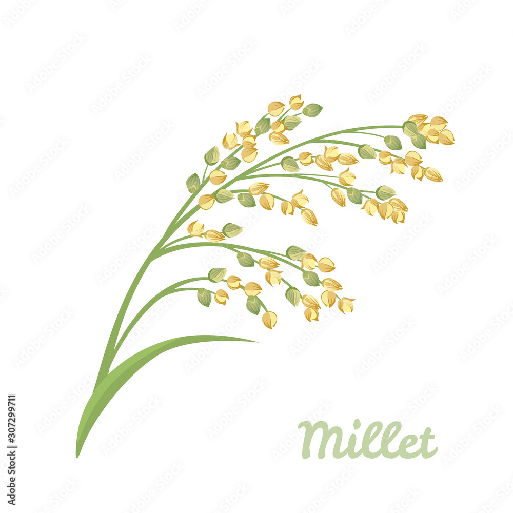 Proso millet (panicum miliaceum) spike isolated on white background ...