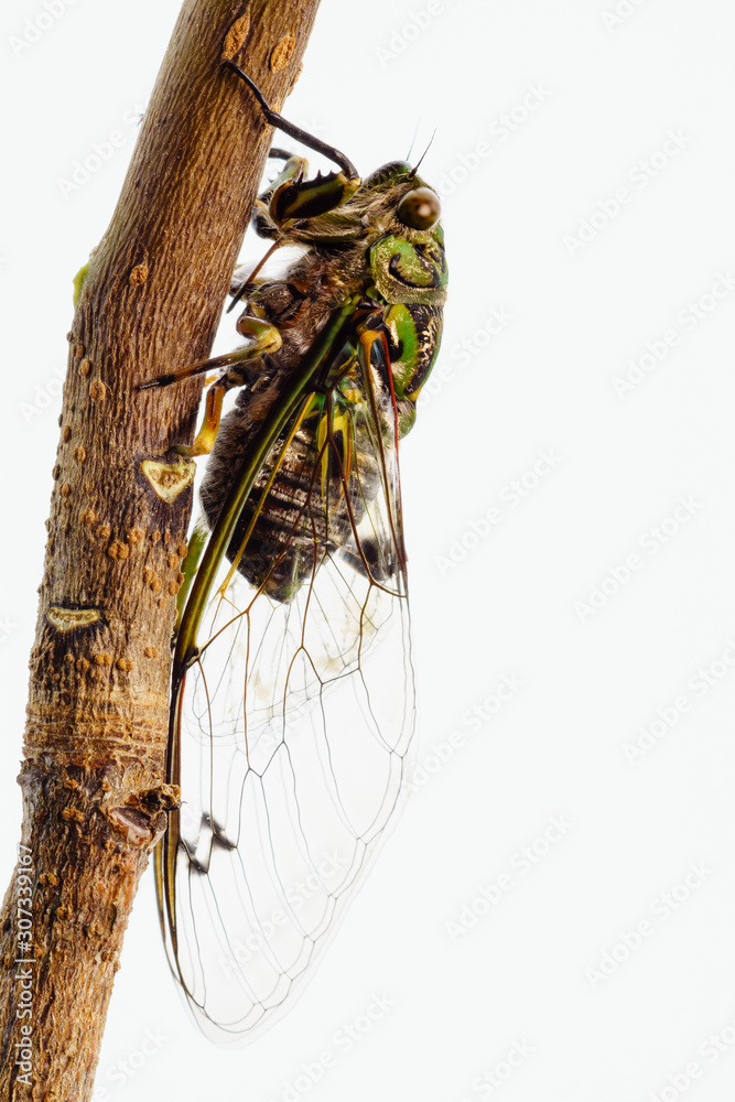 Adult Chorus cicada, Amphipsalta zelandica is a common species of ...