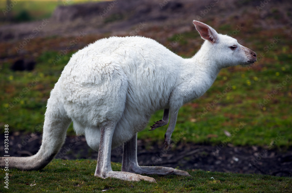Rare white Australian kangaroo with the bulge of a joey in her pouch ...
