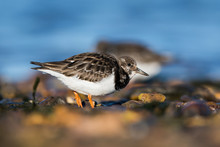 Ruddy Turnstone Birds Free Stock Photo - Public Domain Pictures