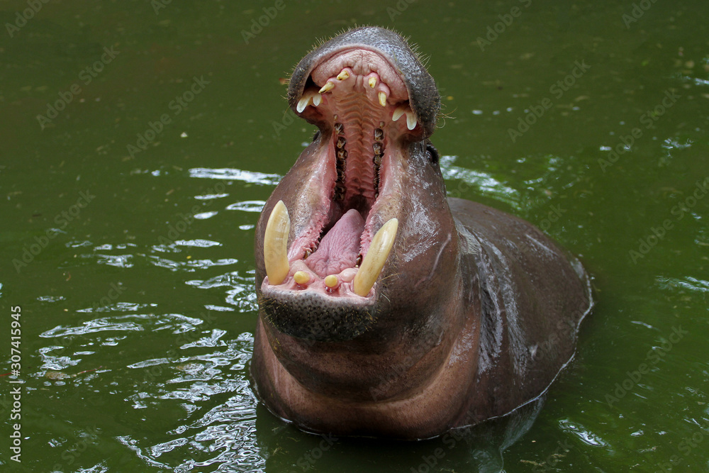 Dwarf hippopotamus open mouth in water Stock Photo | Adobe Stock