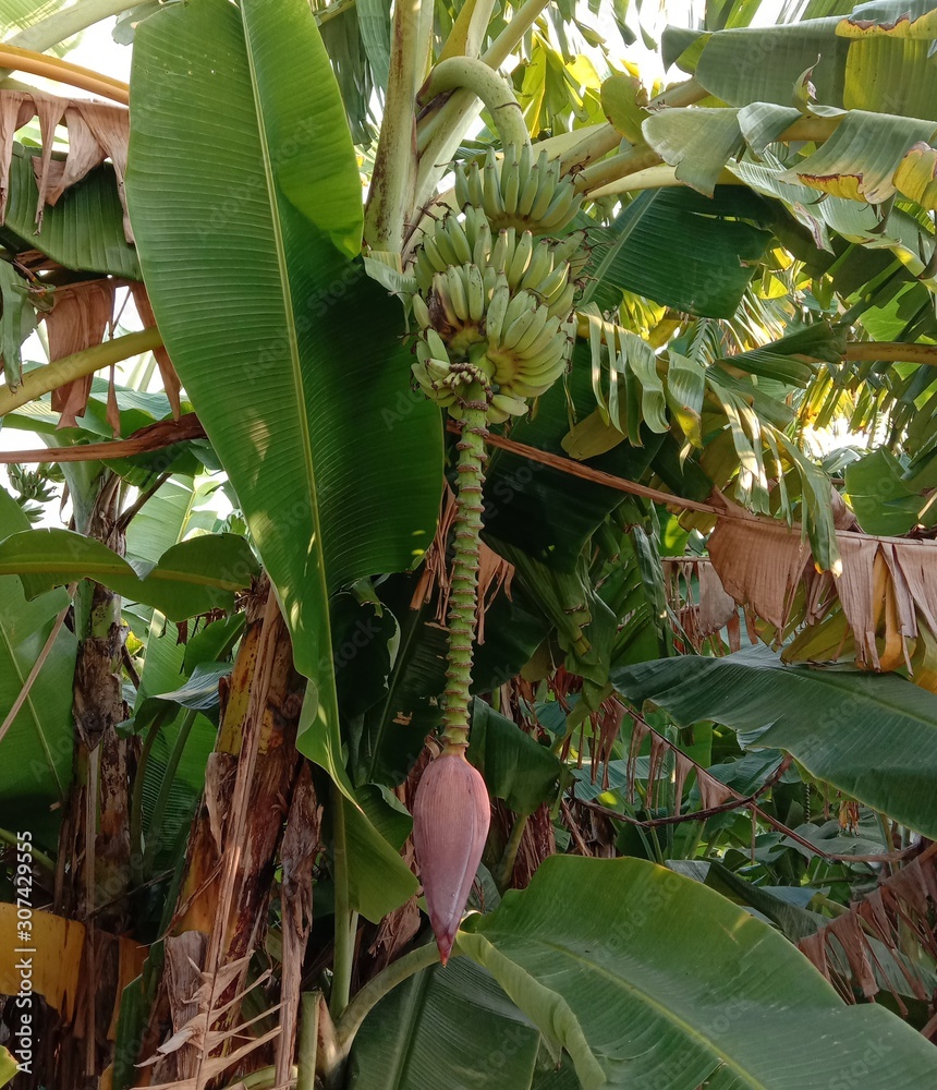 Musa acuminata flower is the inflorescence of banana trees closeup ...