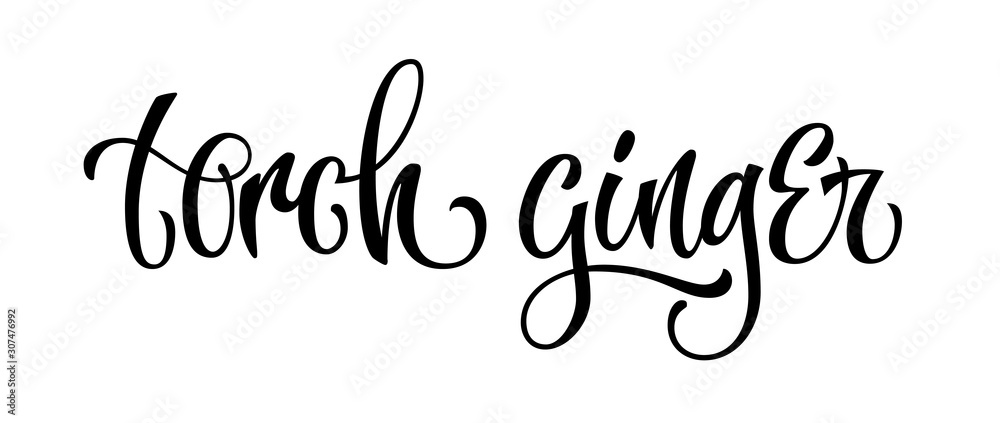 Vector hand drawn calligraphy style lettering word - torch ginger ...