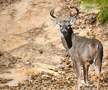 Seven Point Buck Free Stock Photo - Public Domain Pictures