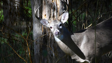 Seven Point Buck Free Stock Photo - Public Domain Pictures