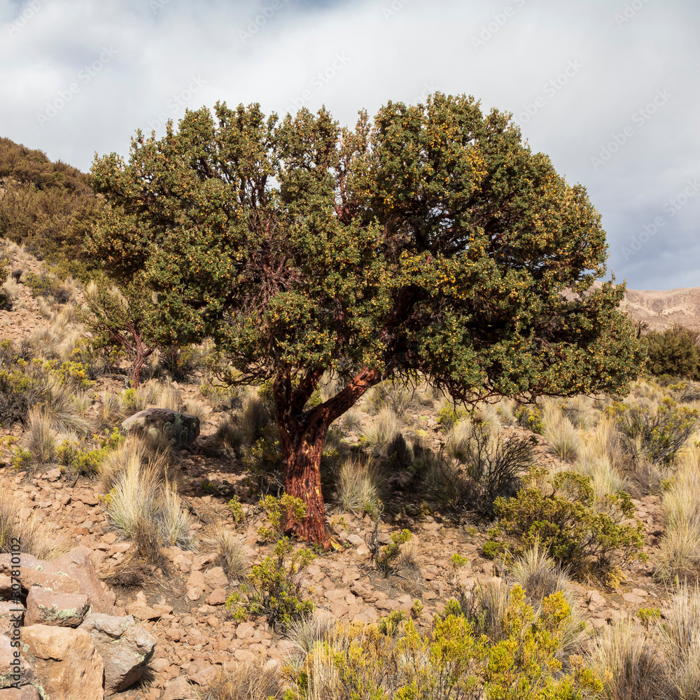 Polylepis tarapacana is tree that grows highest in altitude in the ...