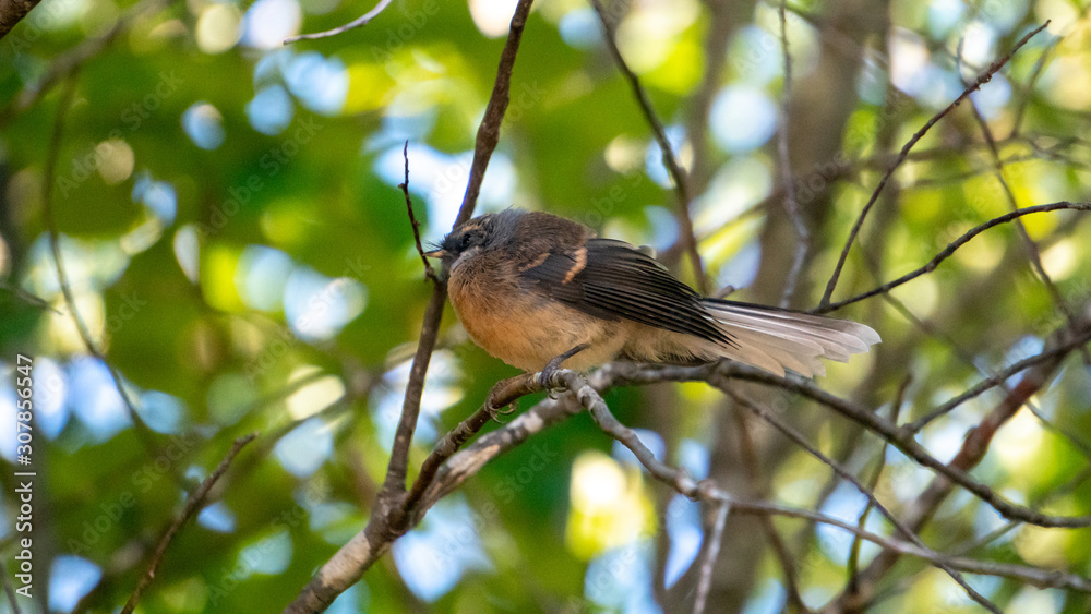 Profile of New Zealand fantail bird standing on branch near Lonely Bay ...