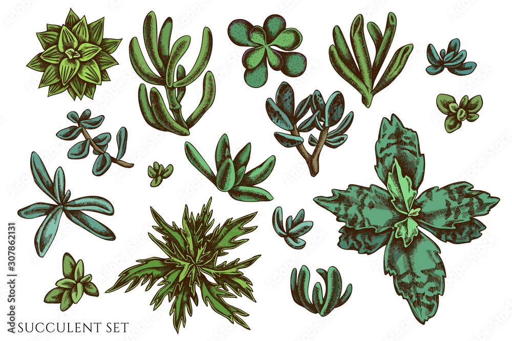 Vector set of hand drawn colored succulent Stock Vector | Adobe Stock