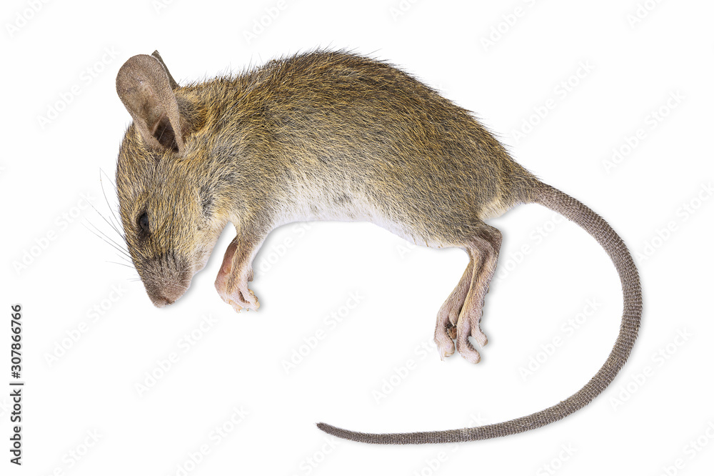 Dead rat isolated on white background with clipping path Stock Photo ...
