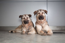 Anatolian Shepherd Dog Free Stock Photo - Public Domain Pictures