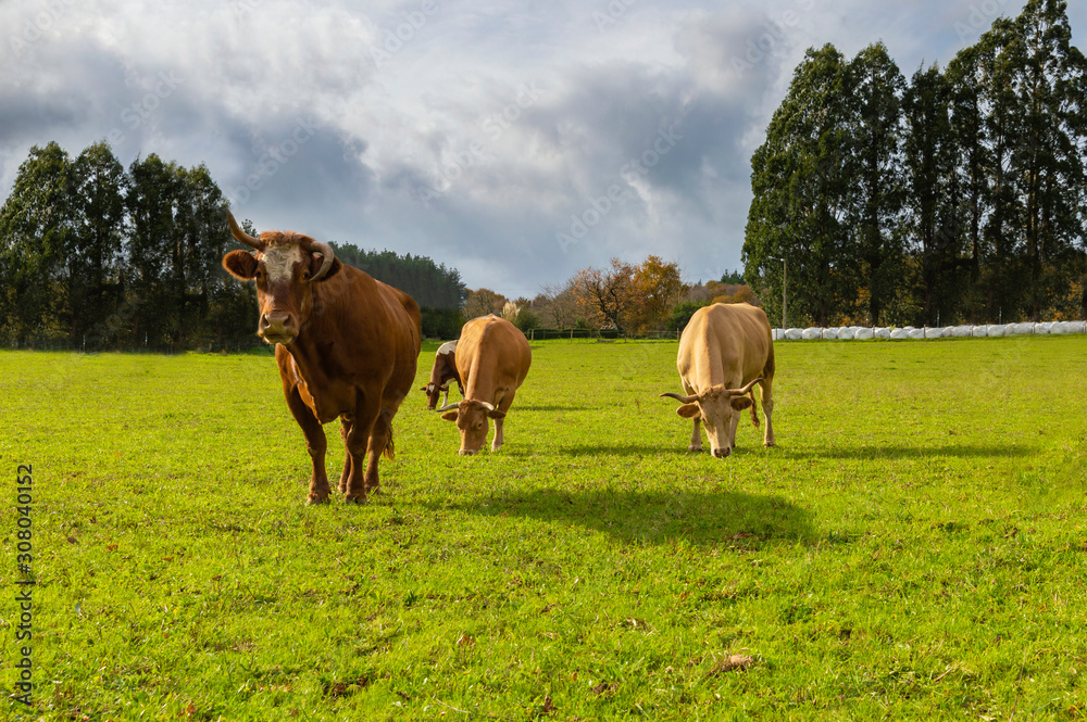 Vaca rubia gallega en un prado. Stock Photo | Adobe Stock