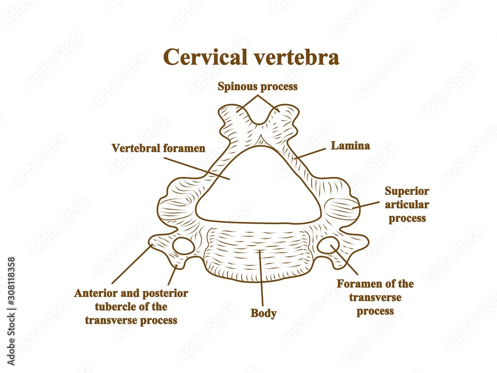 Cervical vertebra, bone. Graphic illustration. Hand drawing, contour of ...