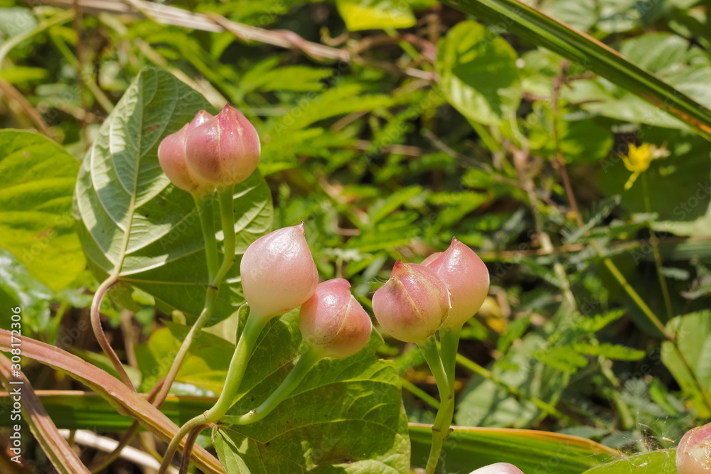 Red flowers bud of Devil's Trumpet or Moon flower with green nature ...