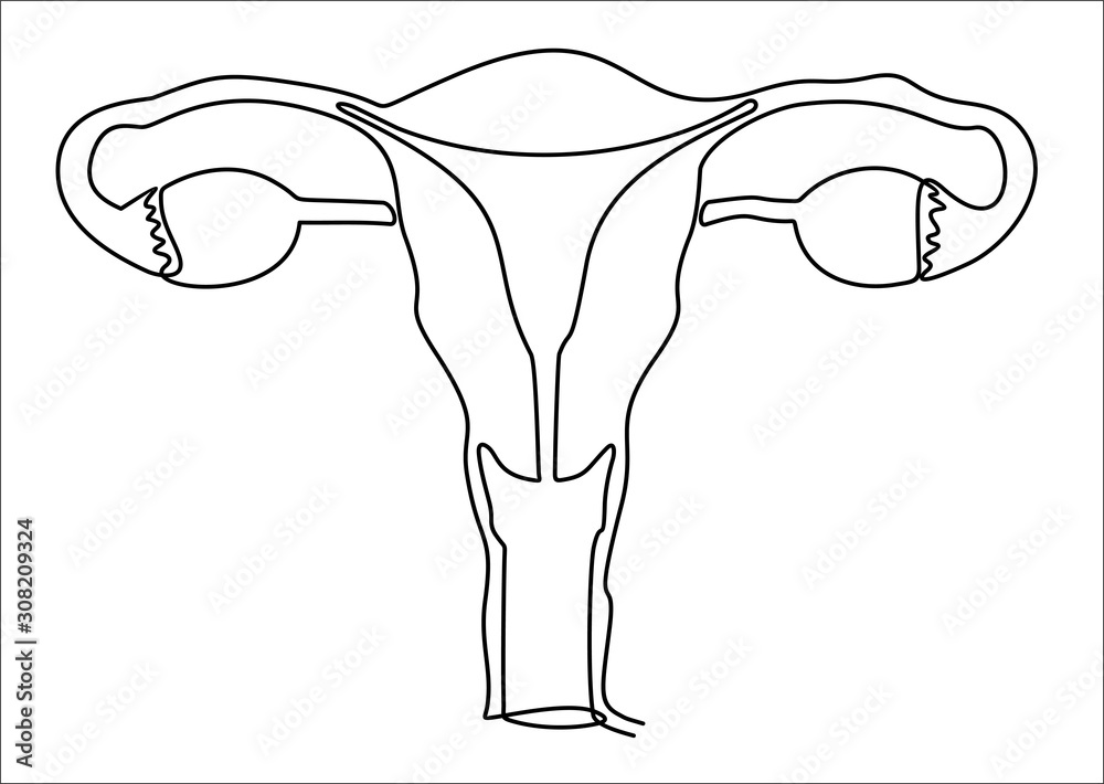 Continuous one single line drawing Uterus and ovaries, organs of female ...