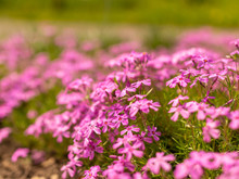 Pink Fuzzy Flowers Free Stock Photo - Public Domain Pictures
