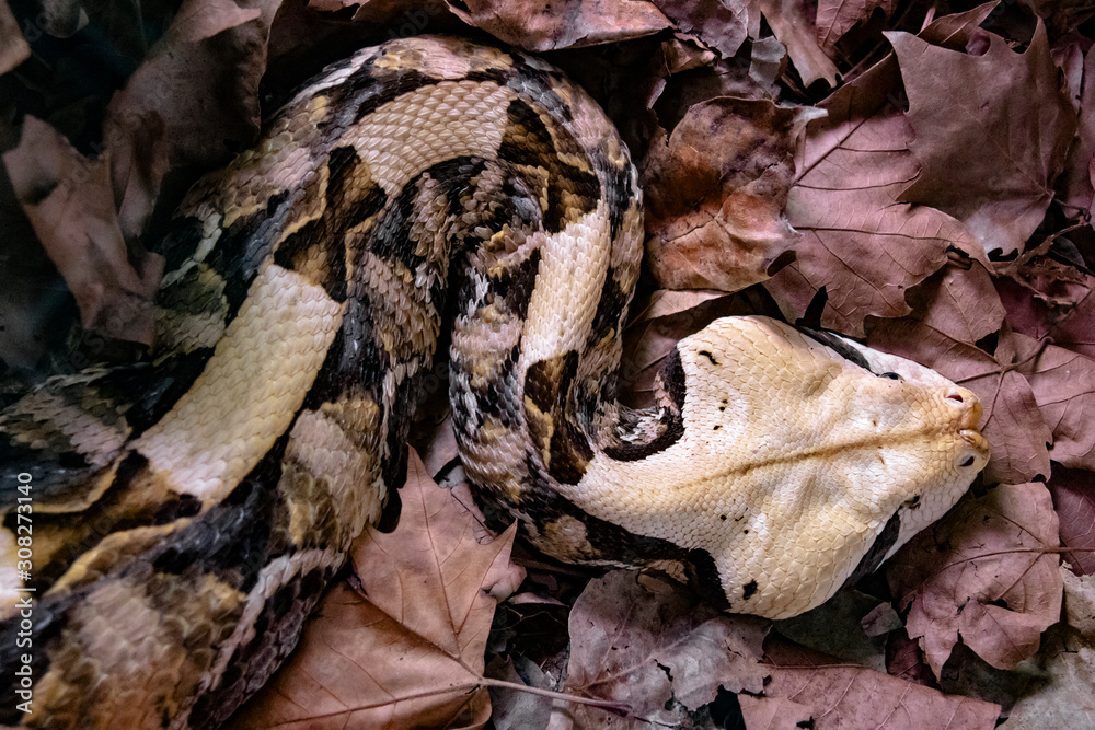 víbora de Gabón Stock Photo | Adobe Stock