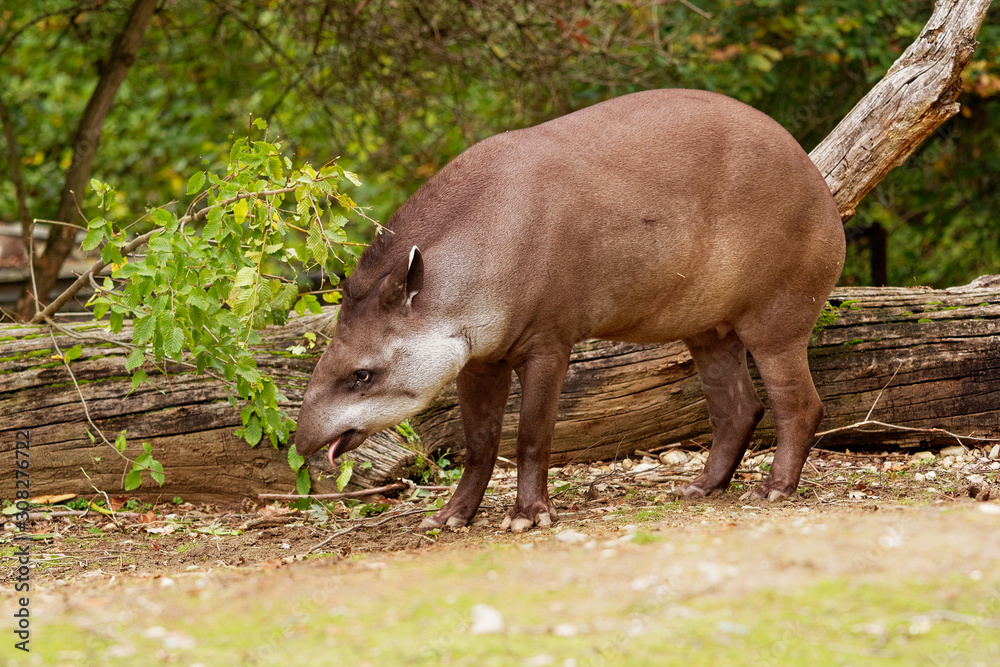 Photo Stock South American Tapir - Tapirus terrestris also called ...