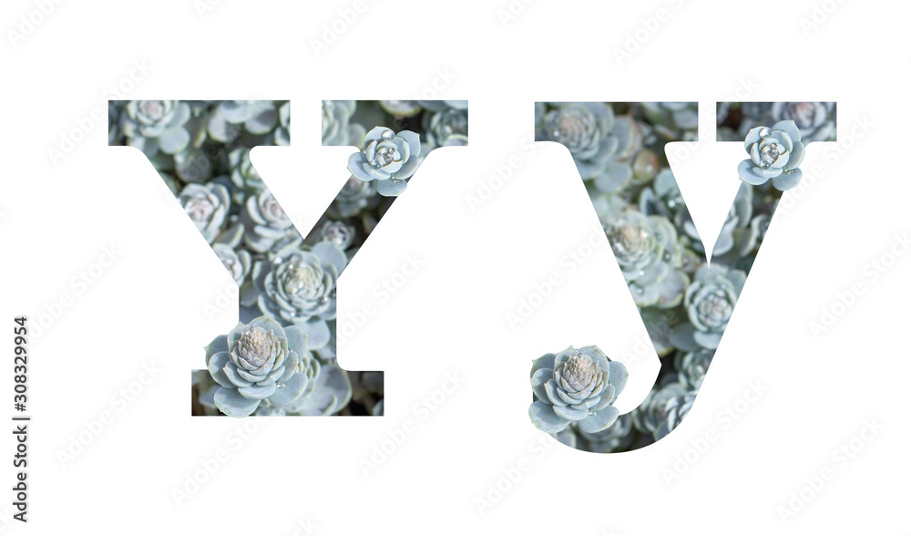 Letter Y alphabet lowercase and uppercase isolated on white. Letter ...