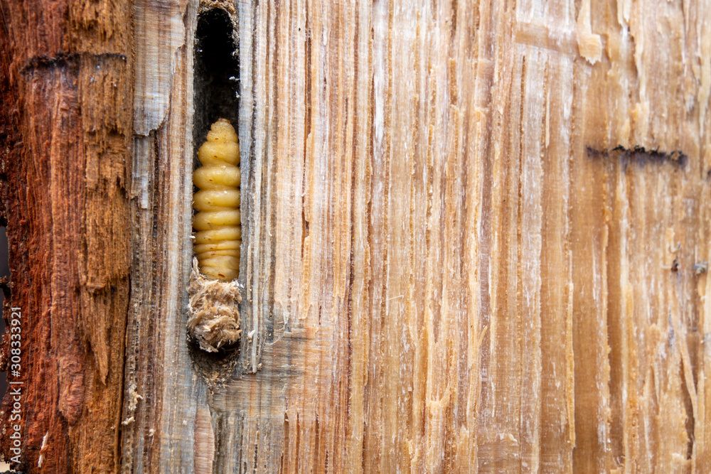 Insect damage in oak tree wood, close up. Close up of fallen oak tree ...