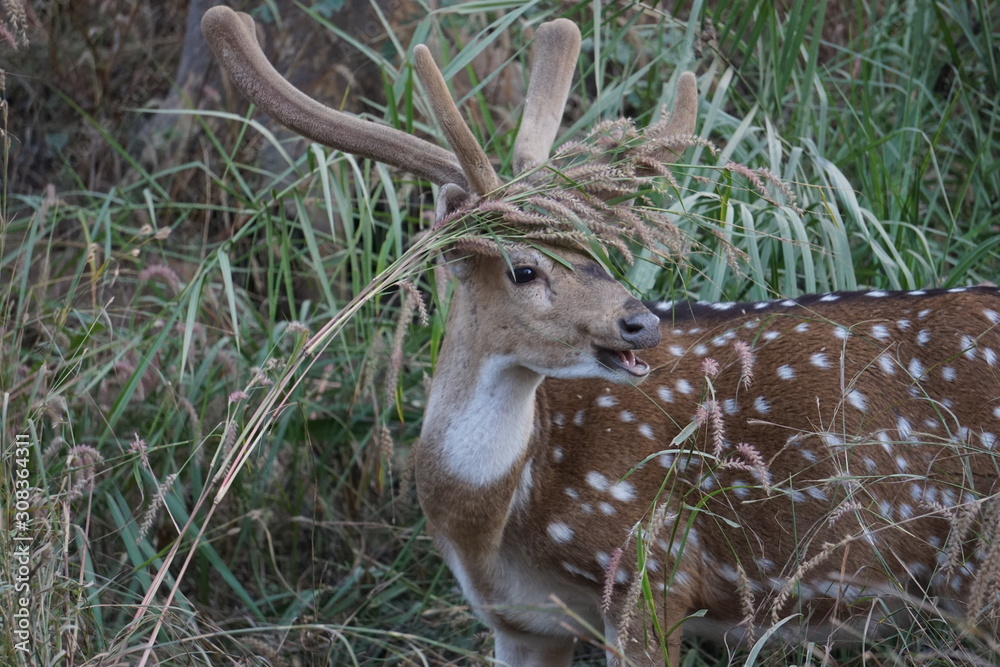 Silly Deer Stock Photo | Adobe Stock