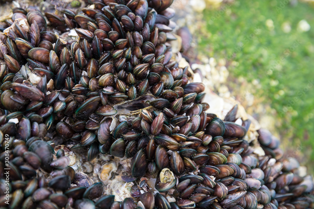 Mussels living on rocks Hua Hin Beach, Thailand Stock Photo | Adobe Stock