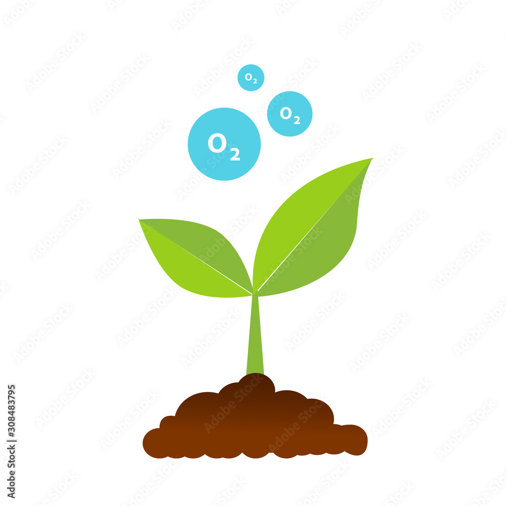 The tree that grows from seed is a big tree with green color and the ...