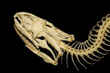 Snake Skeleton Free Stock Photo - Public Domain Pictures