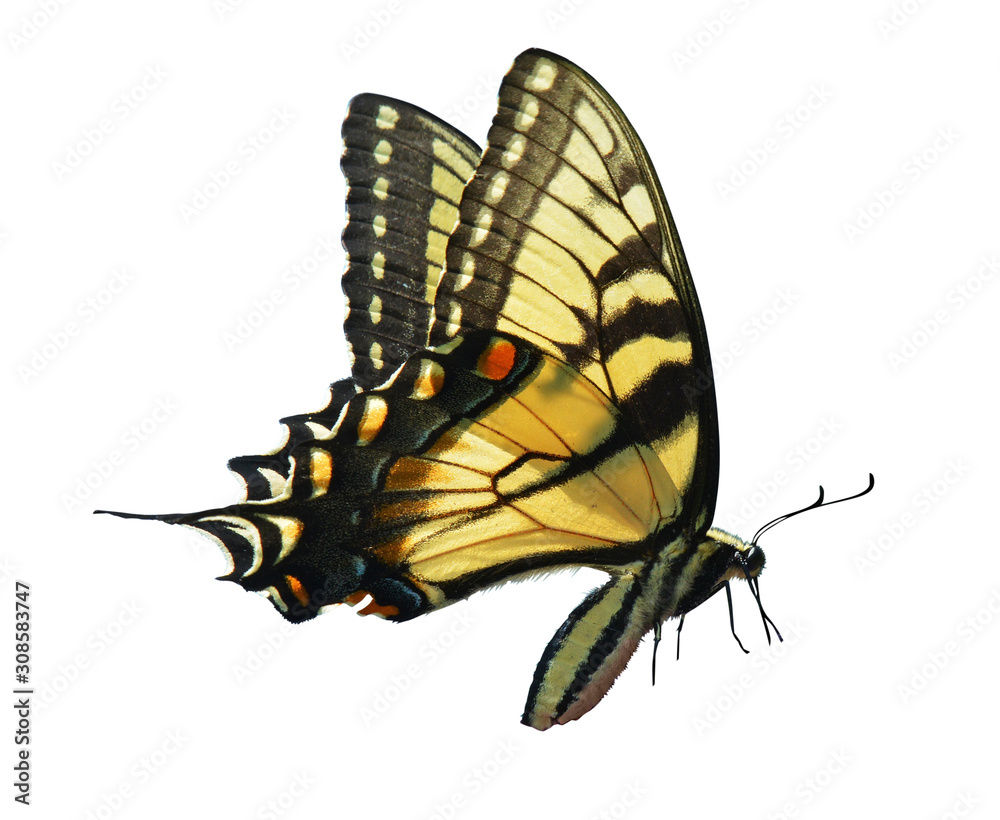 eastern tiger swallowtail isolated Stock Photo | Adobe Stock
