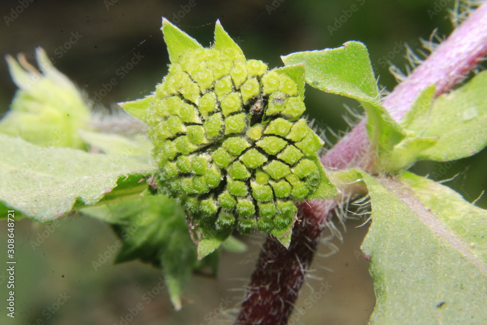 Eclipta prostrata Seed pod macro commonly known as false daisy, yerba ...