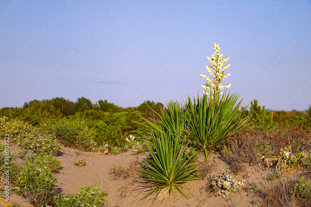 Landscape with wild Yucca plant in full bloom on the italian beach ...