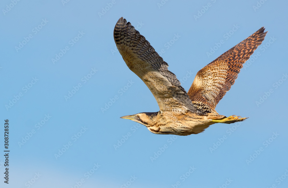 Eurasian bittern in flight with fully spreaded wings and clear blue sky ...