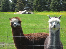 Brown Alpaca Free Stock Photo - Public Domain Pictures