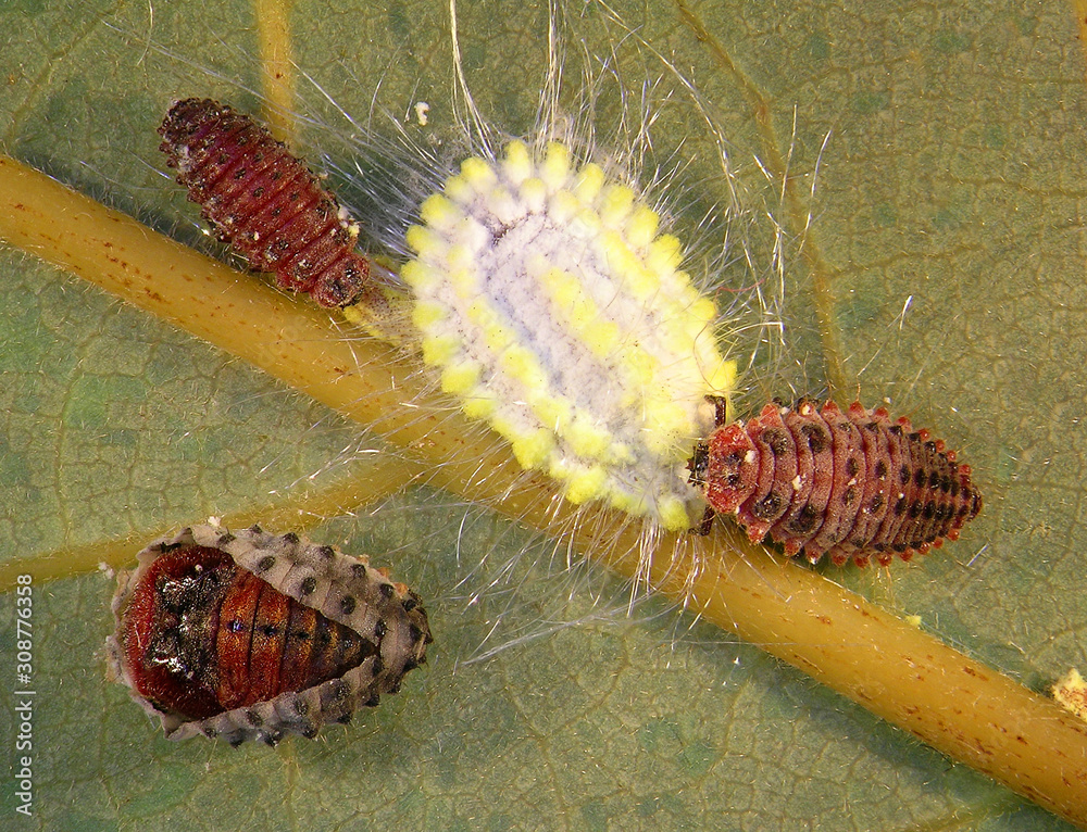 Ladybug (ladybird), Rodolia cardinalis (Coleoptera: Coccinellidae ...