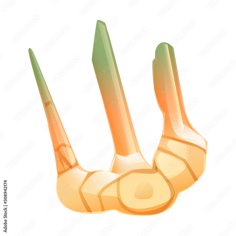 cartoon galangal vector illustration isolated on white background Stock ...