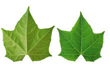 Chaya Leaf Free Stock Photo - Public Domain Pictures
