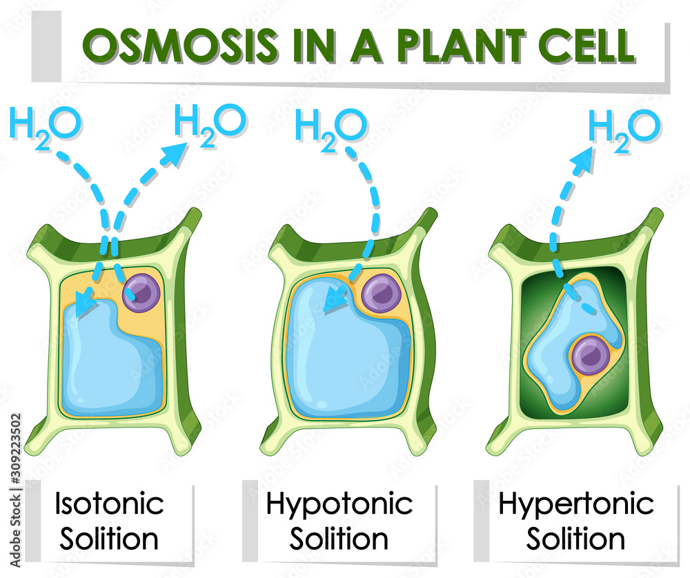Diagram showing osmosis in plant cell Stock Vector | Adobe Stock