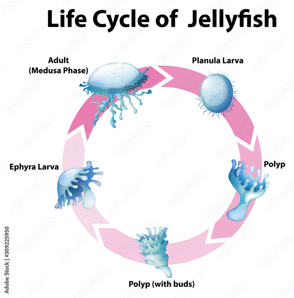 Diagram showing life cycle of jellyfish Stock Vector | Adobe Stock