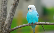 Multi Color Budgie Free Stock Photo - Public Domain Pictures