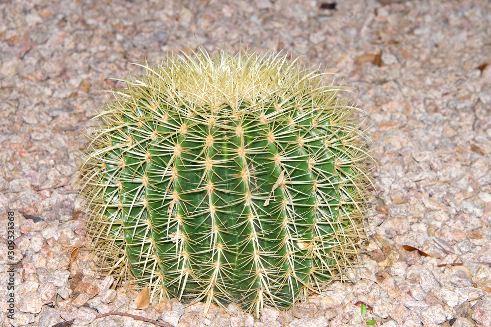 Mammillaria spinosissima, also known as the spiny pincushion cactus ...