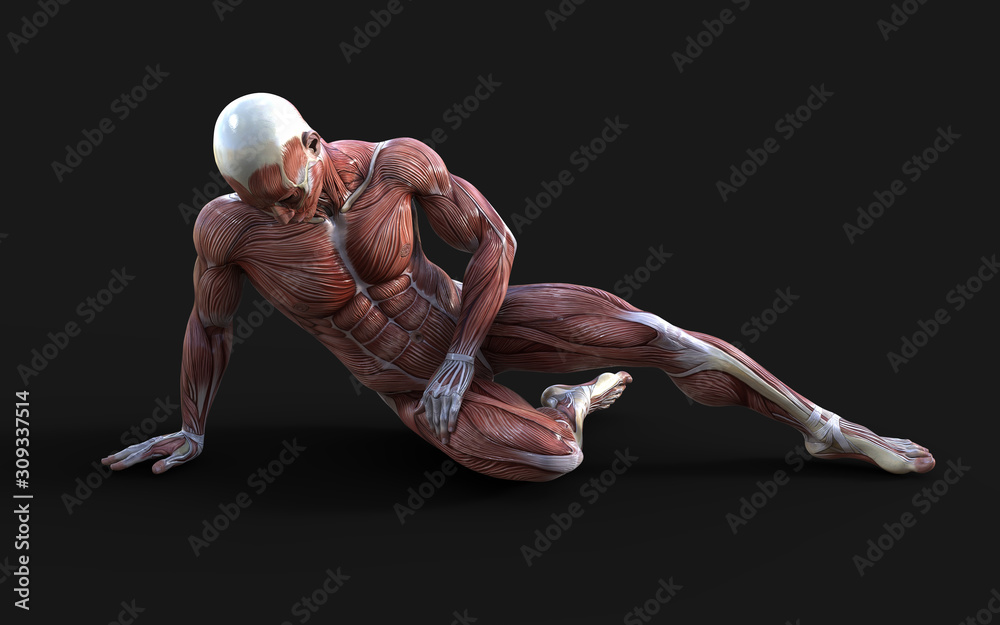 3D render of male figures pose with skin and muscle map on dark ...